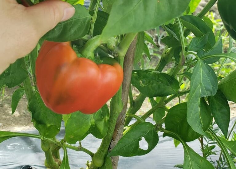 パプリカが色づかない！赤・黄・オレンジに色づく過程を写真付きで解説